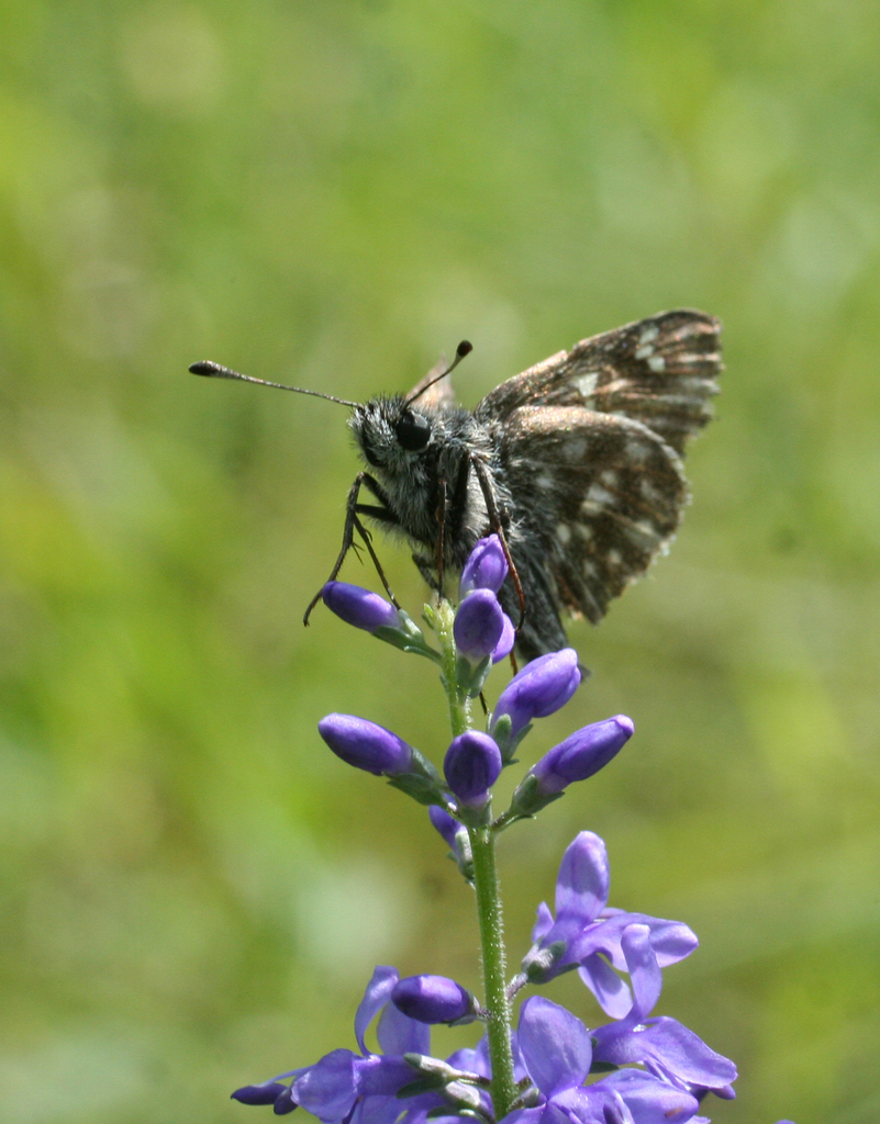 Tufted Skipper from Russia, Novosibirsk Province and District, Lozhok ...