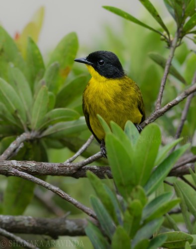 Black-capped Bulbul (Pycnonotus melanicterus) · iNaturalist