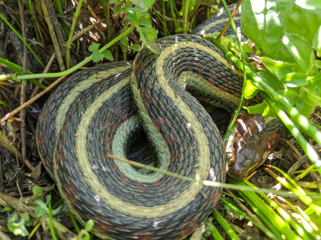 California Red-sided Garter Snake in July 2020 by joshbeas · iNaturalist