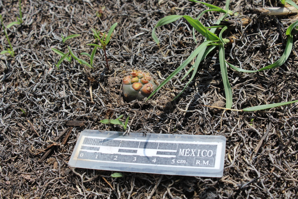 Coryphantha ottonis in June 2019 by ricardo_munoz. observación ...