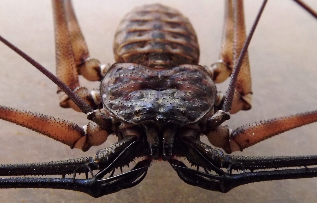 Trichodamon princeps from Iracema - CE, Brasil on May 12, 2012 at 09:32 ...