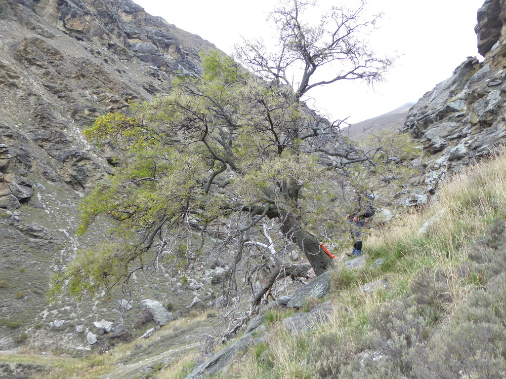 Small-leaved kowhai from Cornish Point, New Zealand on June 9, 2017 at ...