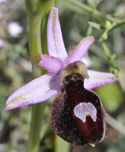 Subspecies Ophrys bertolonii magniflora · iNaturalist