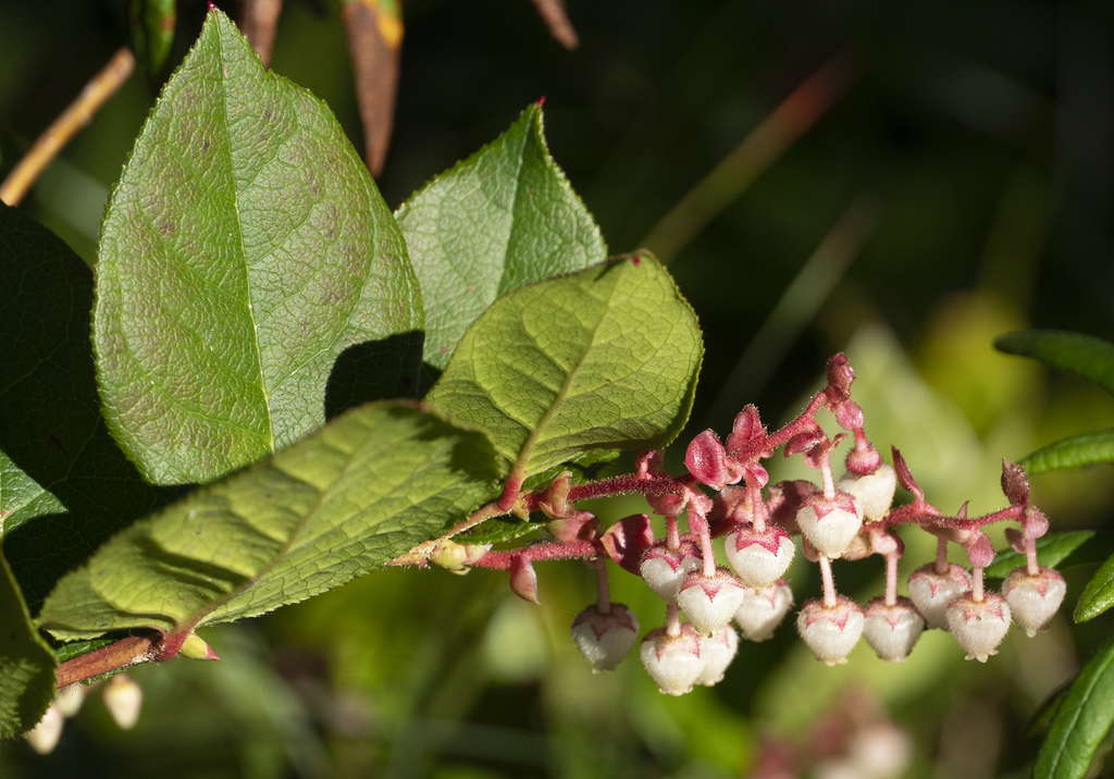 salal from Strathcona, BC, Canada on July 5, 2020 at 06:02 PM by ...