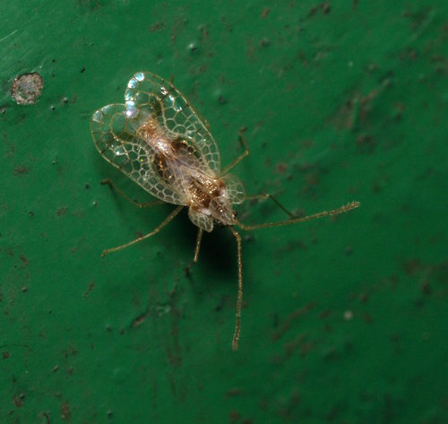 Stephanitis subfasciata · iNaturalist