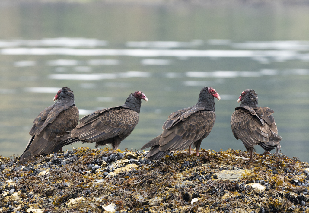Turkey Vulture from Strathcona, BC, Canada on July 2, 2020 at 05:06 PM ...