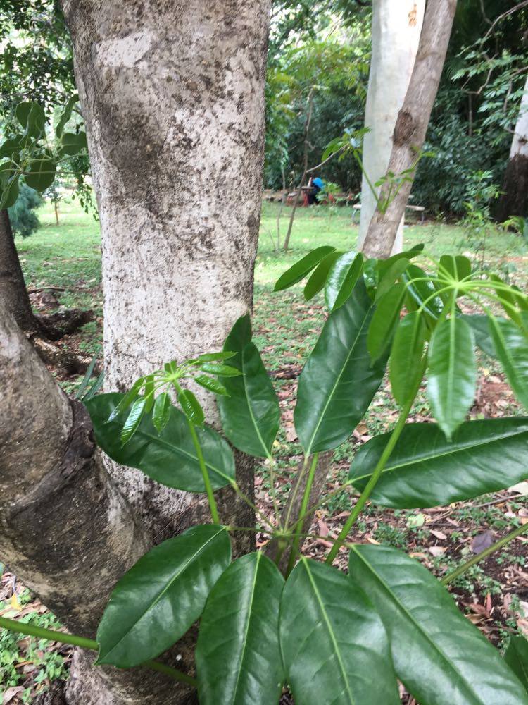 Australian Umbrella Tree from Townsville QLD, Australia on July 08 ...