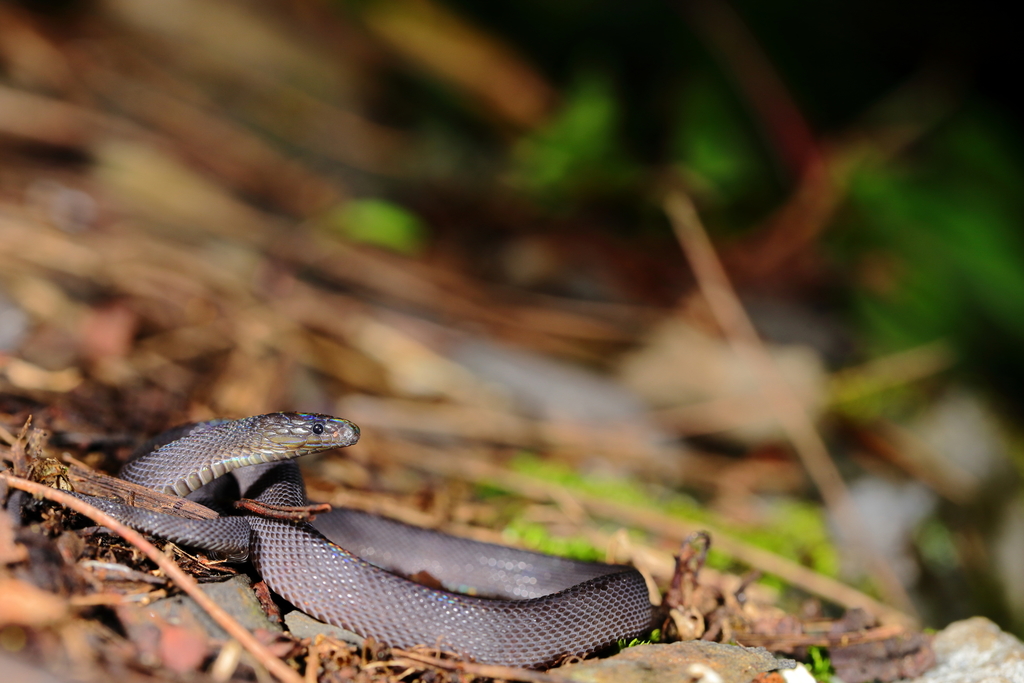 Achalinus formosanus formosanus from 365台灣苗栗縣泰安鄉7鄰雪見10號 on June 4, 2020 ...