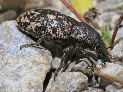 Adosomus granulosus · iNaturalist