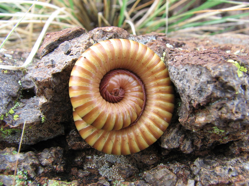 Millipedes (Arthropods of Rosewood Nature Study Area) · iNaturalist