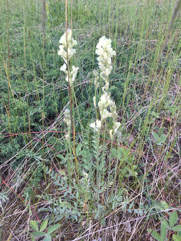 late yellow locoweed from Highway 68, AB, CA on July 05, 2020 at 03:41 ...