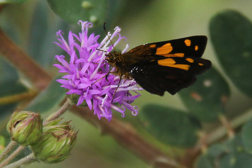 Eastern Sylph (Metisella orientalis) · iNaturalist