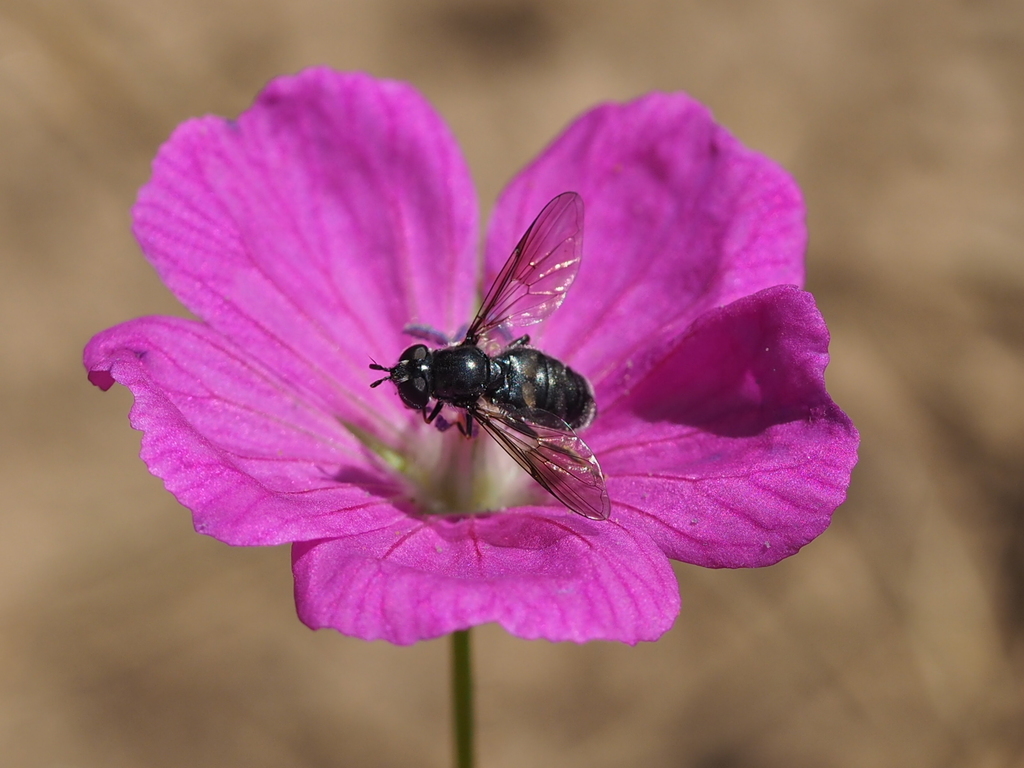 Pitheads from Нижегородская обл., Россия, 603063 on July 7, 2020 at 01: ...