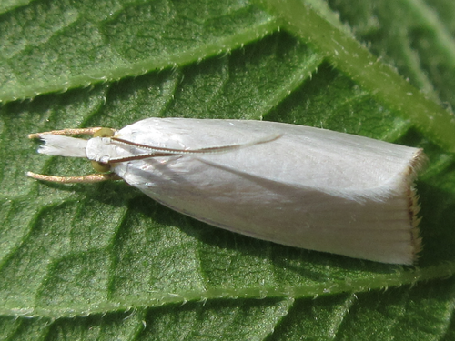 Pseudocatharylla simplex · iNaturalist