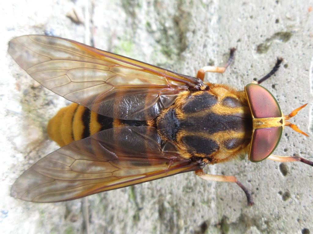 Tabanus chrysurus from 대한민국 충청남도 천안시 서북구 on July 8, 2020 by onidiras ...