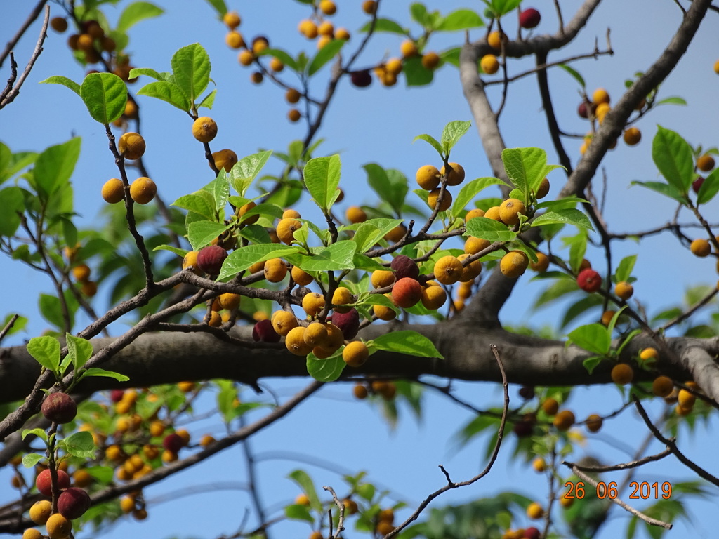 sandpaper tree (Ficus exasperata) - Botanical Realm
