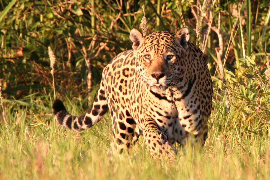 Jaguar (Panthera onca) - Know Your Mammals