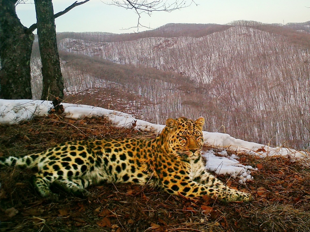 Amur Leopard (Panthera pardus orientalis) - Know Your Mammals