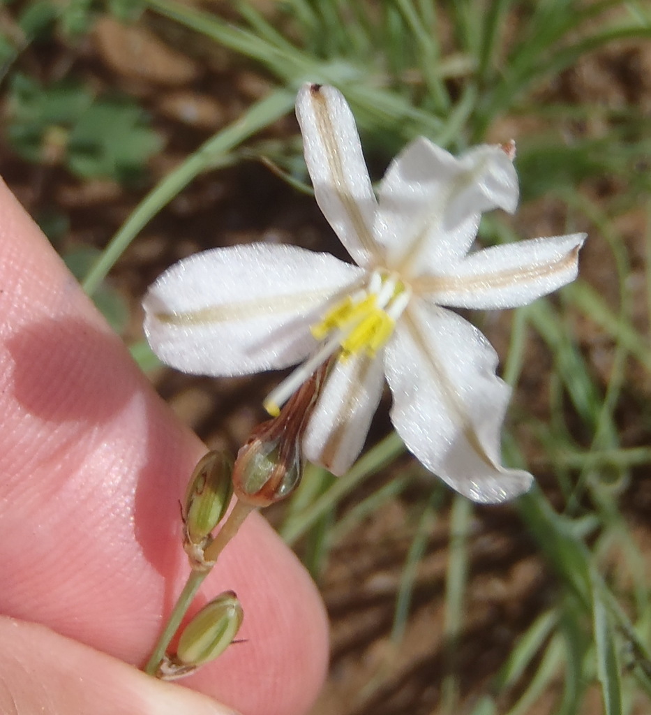 Grass Lilies (Chlorophytum) - Botanical Realm