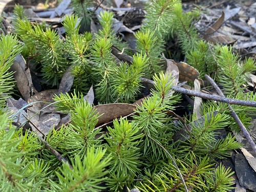 Prostrate Geebung (Persoonia chamaepitys) · iNaturalist