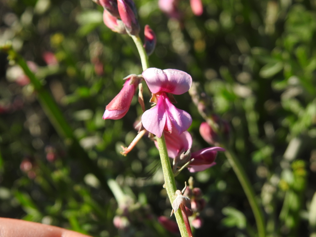 Indigofera latipetiolata MS from Leentjiesklip, Langebaan, 7357, South ...