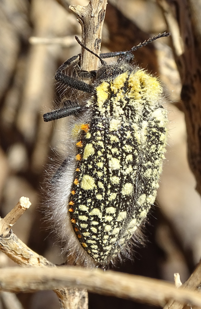 Julodis gariepina damarina (Buprestidae (Jewel Beetles) of Southern ...