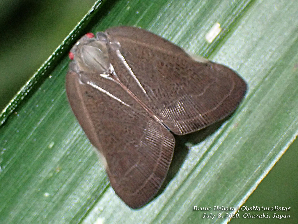 Pochazia shantungensis from Kakemachi, Okazaki, Aichi 444-0011, Japão ...