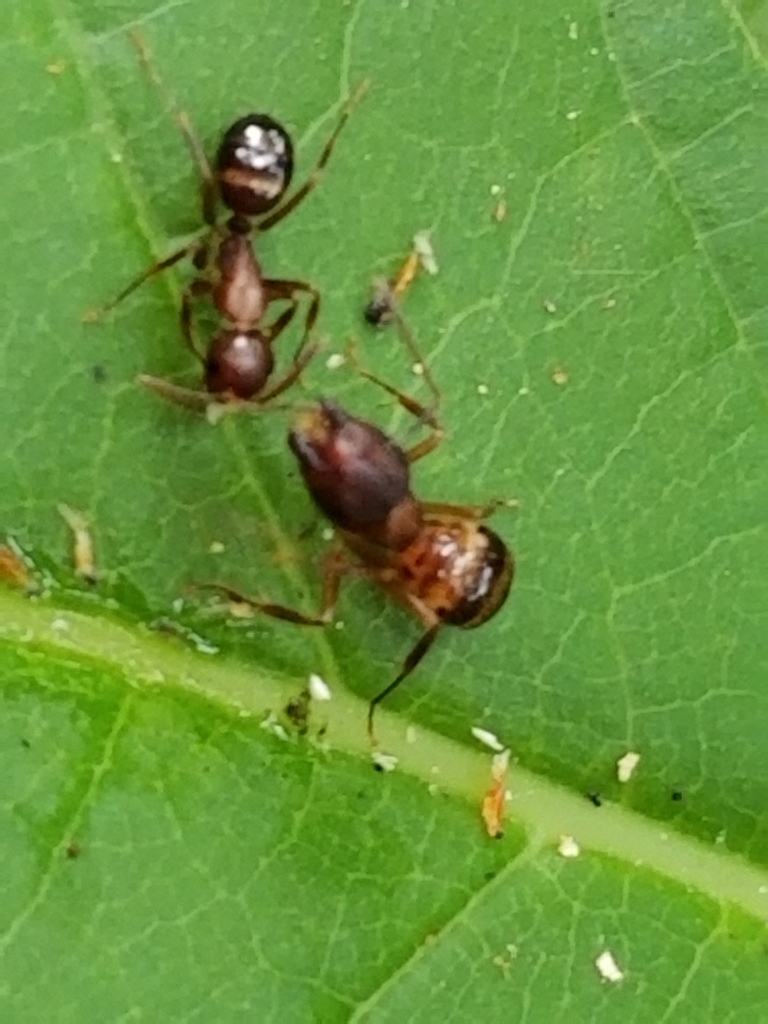 Bearded Carpenter ant from Woodbine, MD 21797, USA on July 8, 2020 at ...