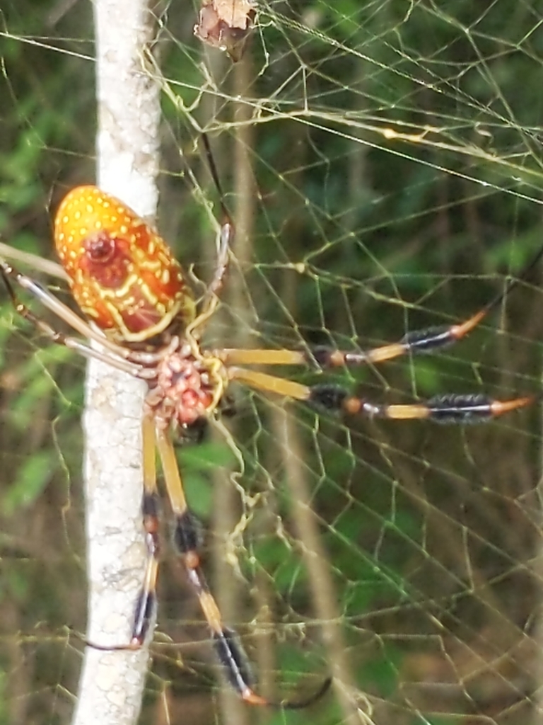 Golden Silk Spider from Richwood, TX 77515, USA on July 08, 2020 at 09: ...