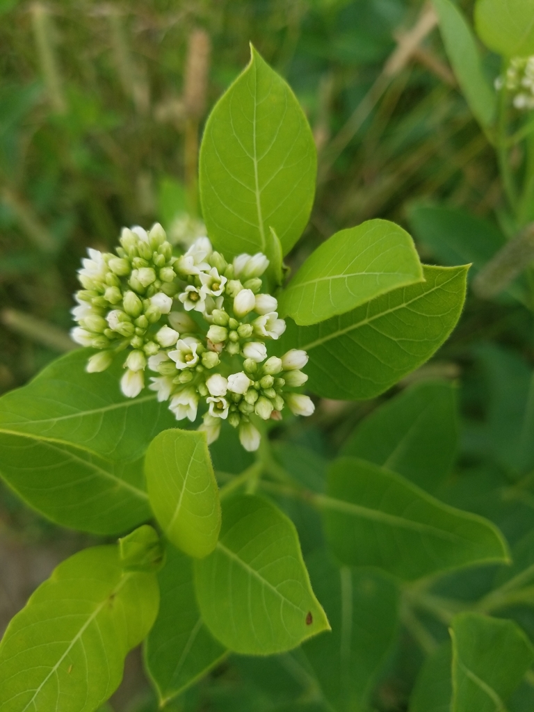 hemp dogbane from New Windsor on July 8, 2020 at 02:18 PM by tom2tom ...