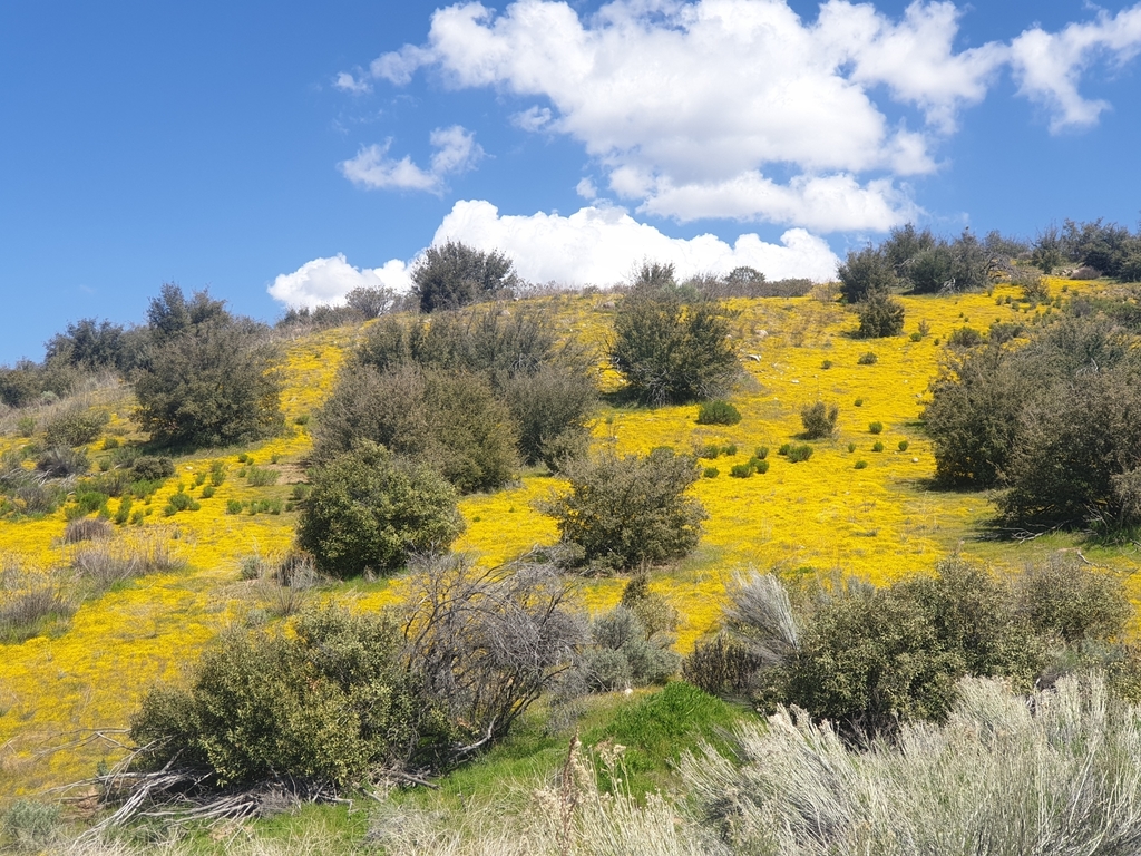 goldfields from Maricopa, CA 93252, USA on April 16, 2020 at 02:47 PM ...