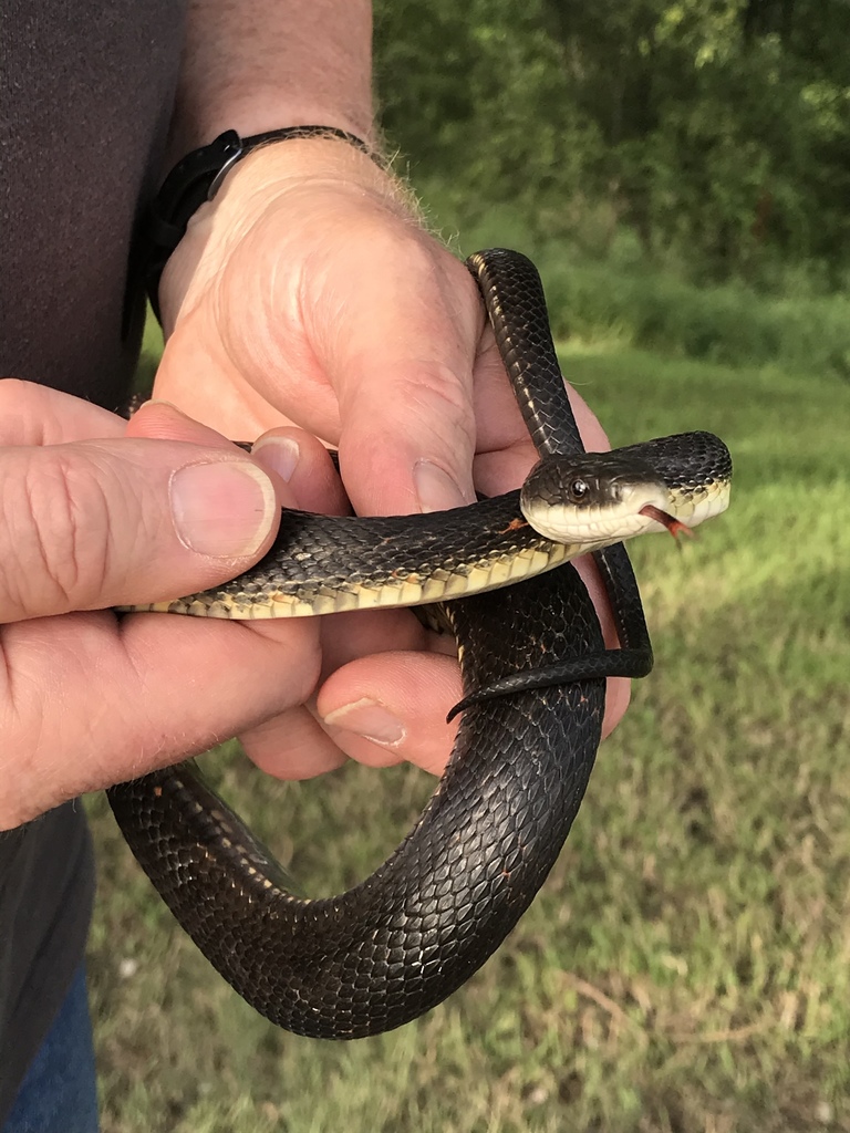Western Ratsnake from Verdon, NE, US on June 28, 2020 at 07:00 PM by ...