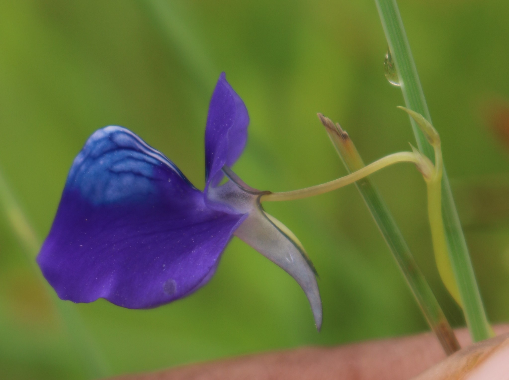 Utricularia reticulata Sm.