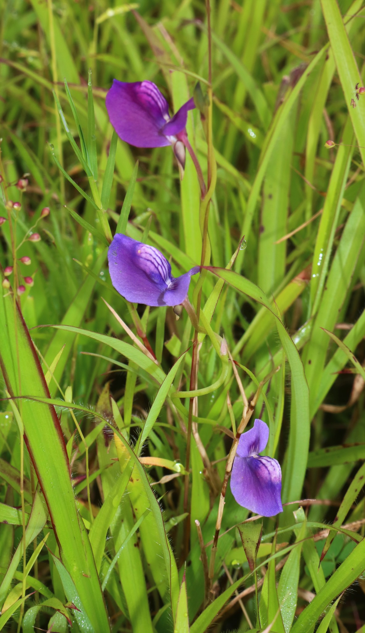 Utricularia reticulata Sm.
