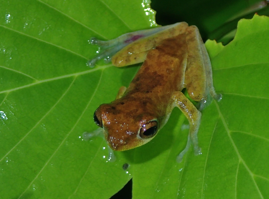 Nongkhor Asian tree frog from Watthana Nakhon District, Sa Kaeo ...