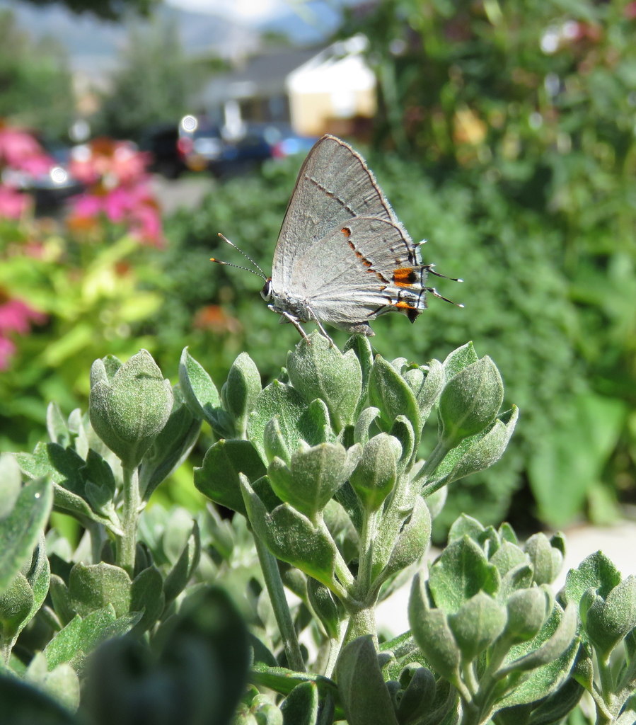 Gray Hairstreak (Colorado National Monument Butterfly Guide 🦋 ...
