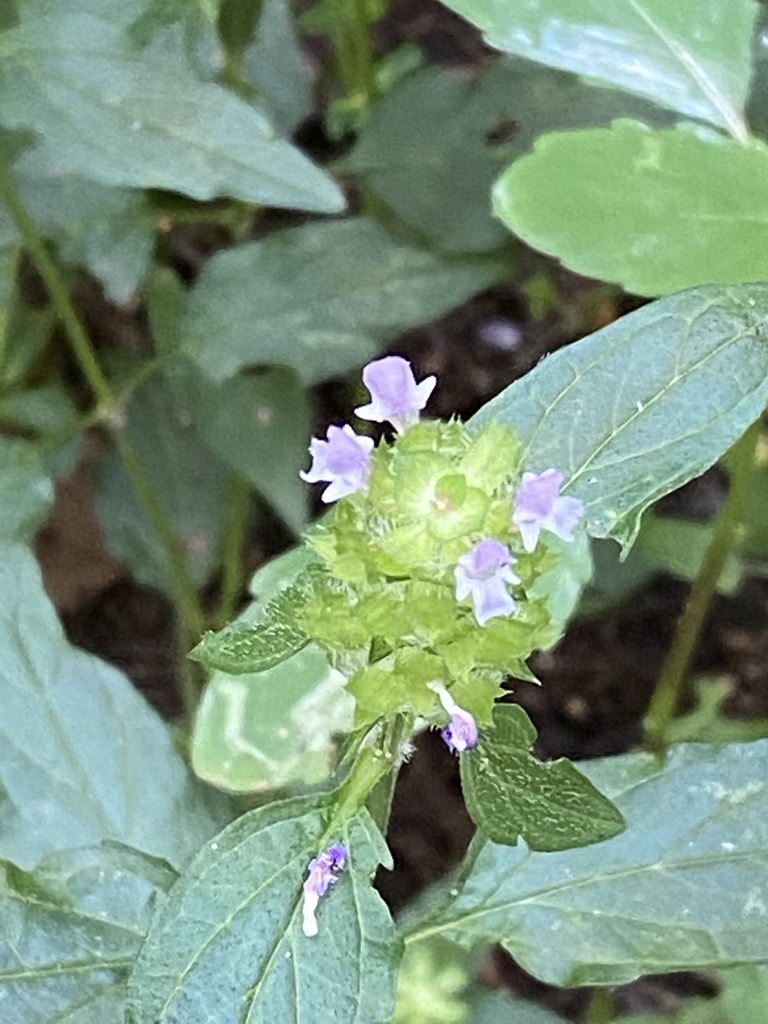 common selfheal from Long Island, New York, NY, US on July 7, 2020 at ...