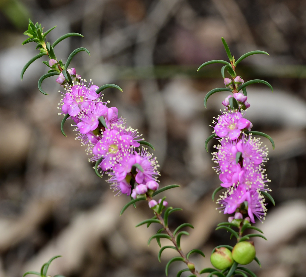 Swan River Myrtle from Hovea WA 6071, Australia on August 21, 2017 at ...