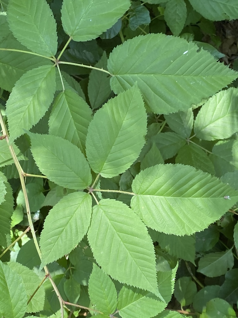 brambles from Long Island, New York, NY, US on July 07, 2020 at 02:38 ...