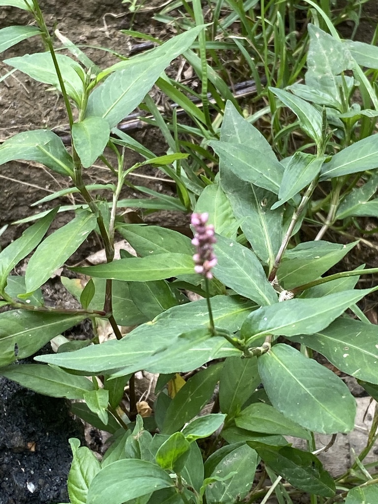 low smartweed from Long Island, New York, NY, US on July 7, 2020 at 02: ...