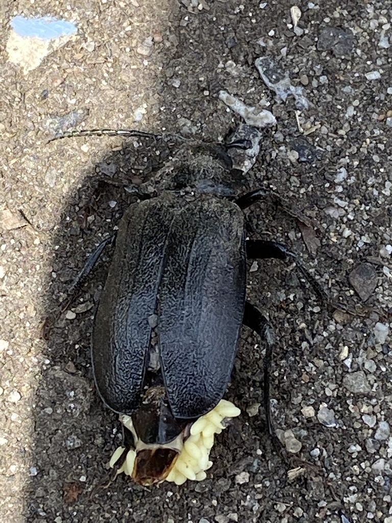 Broad-necked Root Borer from Long Island, New York, NY, US on July 7 ...