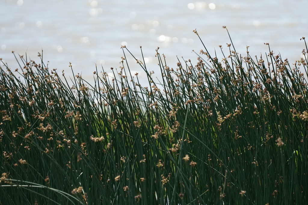 hardstem bulrush from Division No. 2, AB, Canada on July 3, 2020 at 11: ...
