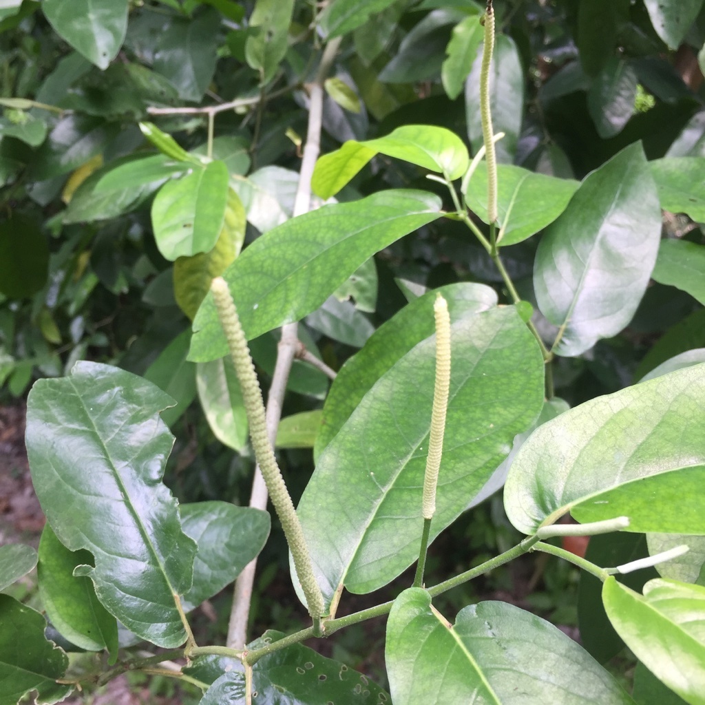 monkey pepper (Piper tuberculatum) - Botanical Realm
