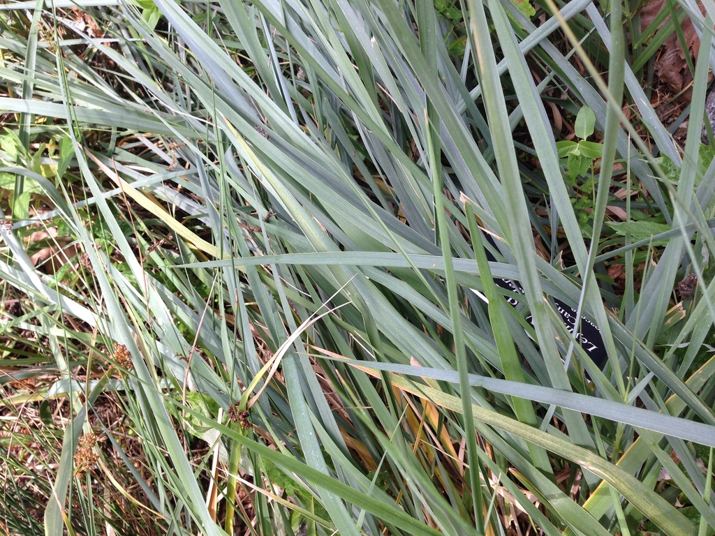 Giant Wild Rye (Baldwin Hills Plants) · iNaturalist