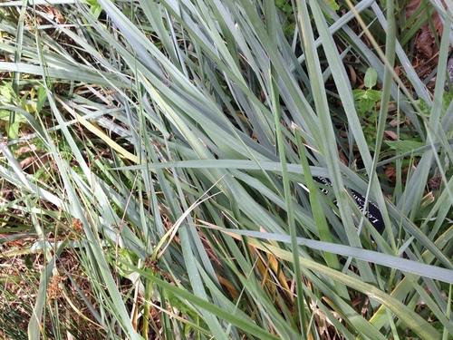 Giant Wild Rye (Baldwin Hills Plants) · iNaturalist