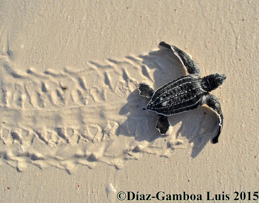 Tortuga Laúd en julio 2015 por Luis Díaz-Gamboa. Cría de Tortuga Laúd ...