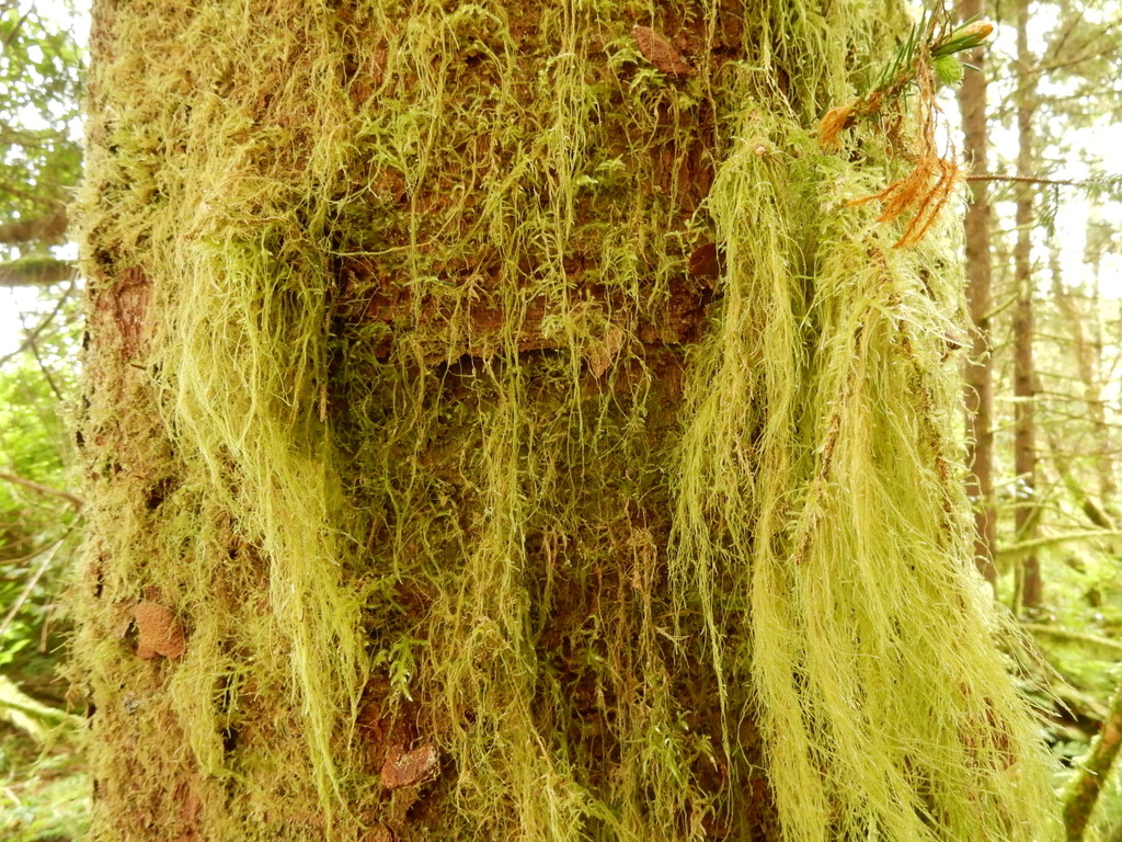 Cat's Tail Moss (Pseudisothecium stoloniferum) - Botanical Realm