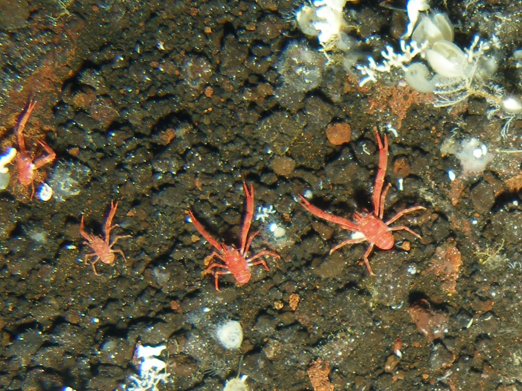 Munida quadrispina (NorthEast Pacific Deep Exploration Project (a MLNEP ...