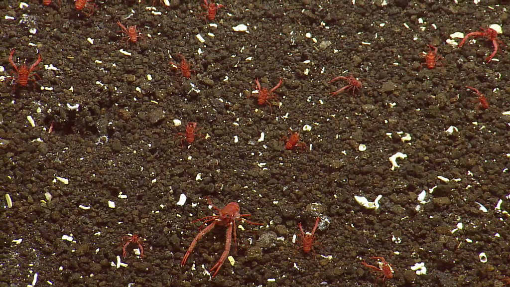Munida quadrispina (NorthEast Pacific Deep Exploration Project (a MLNEP ...