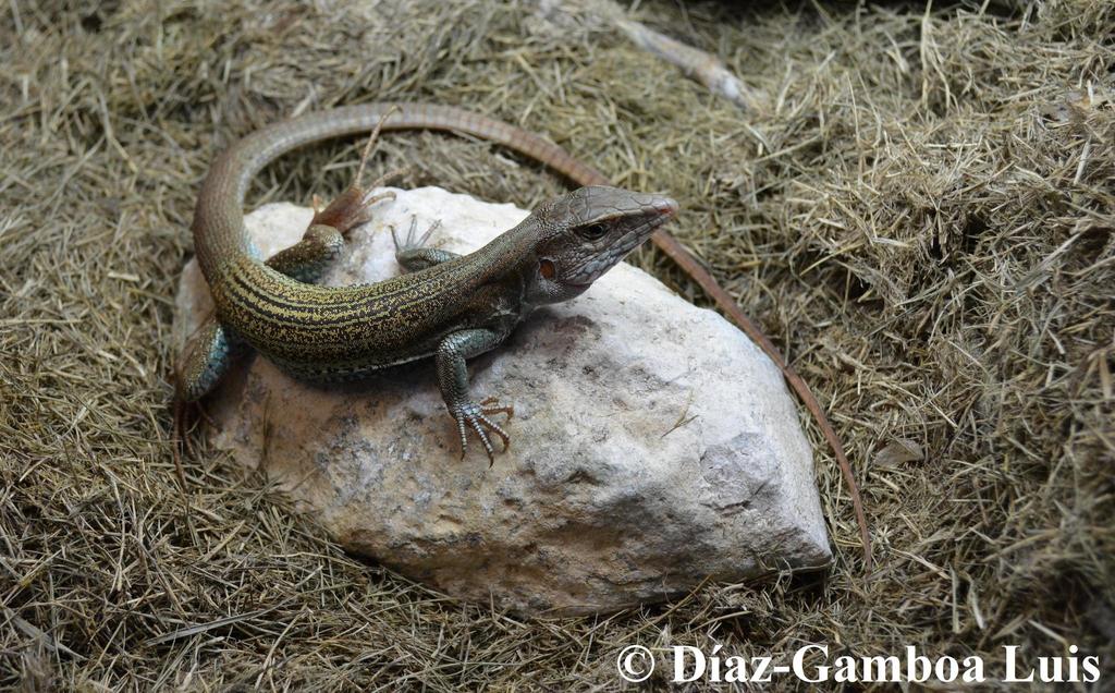 Aspidoscelis angusticeps angusticeps (Anfibios y Reptiles del Estado de ...